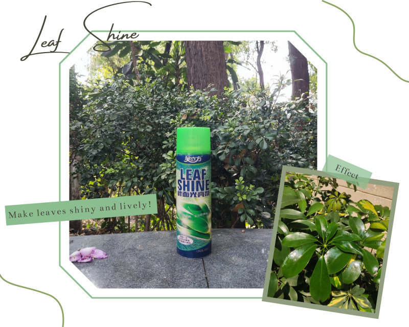 Pengwei丨Why Many People is Obsessed with Making Plant Leaves Shiny and ...